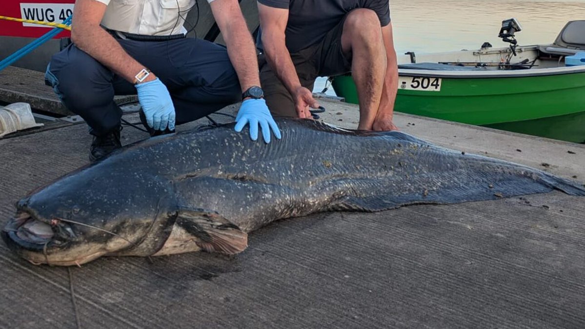 Two-Meter, 90-Kilogram Catfish Shot by Bavarian Police After Injuring ...
