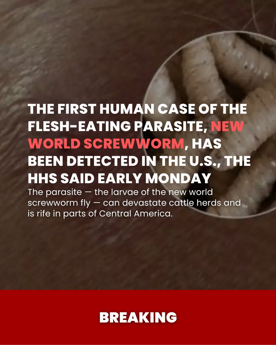 U.S. Confirms First Human New World Screwworm Case; Cattle Industry on ...