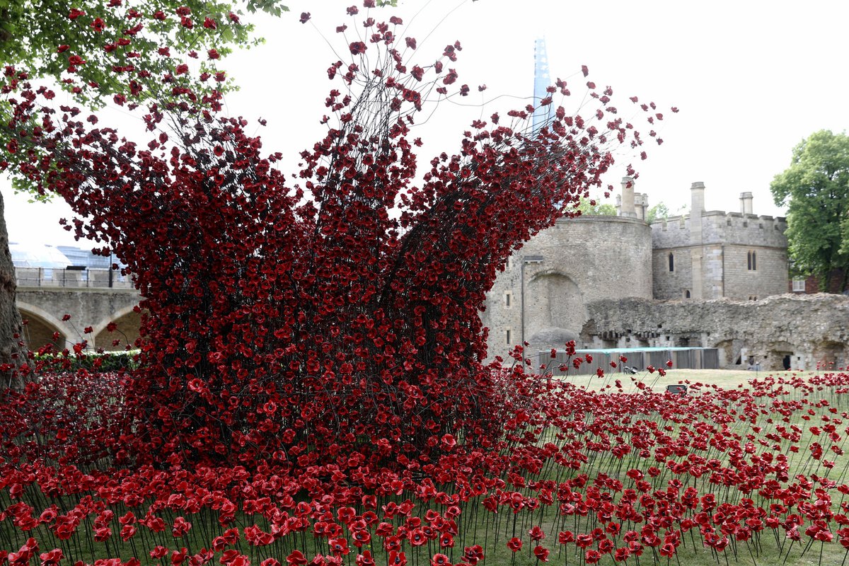 UK Marks 80th VE Day With 30,000 Poppies at Tower of London, Royal ...