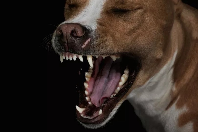 UK records first rabies death in 13 years after Yorkshire woman ...