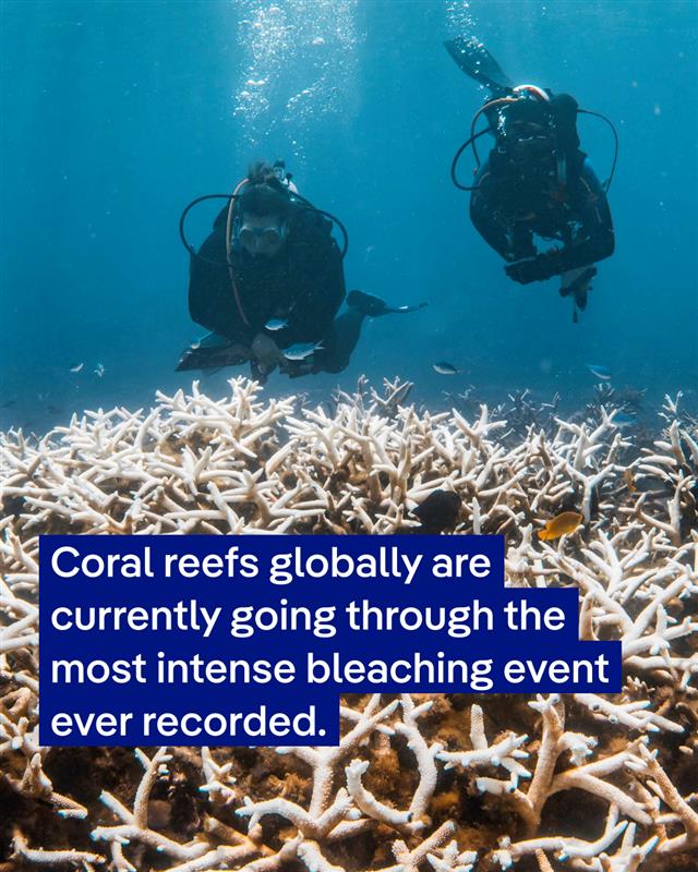 Unprecedented Coral Bleaching Event Since 2023 Affects 84% of World's ...