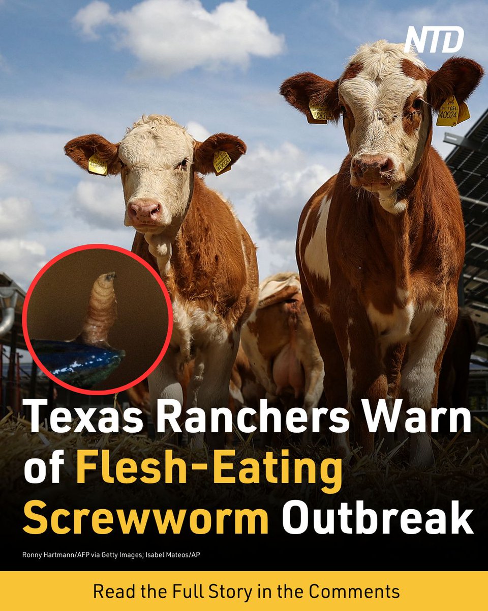 USDA Accelerates $100 Million Push as Screwworm Outbreak Nears Texas ...