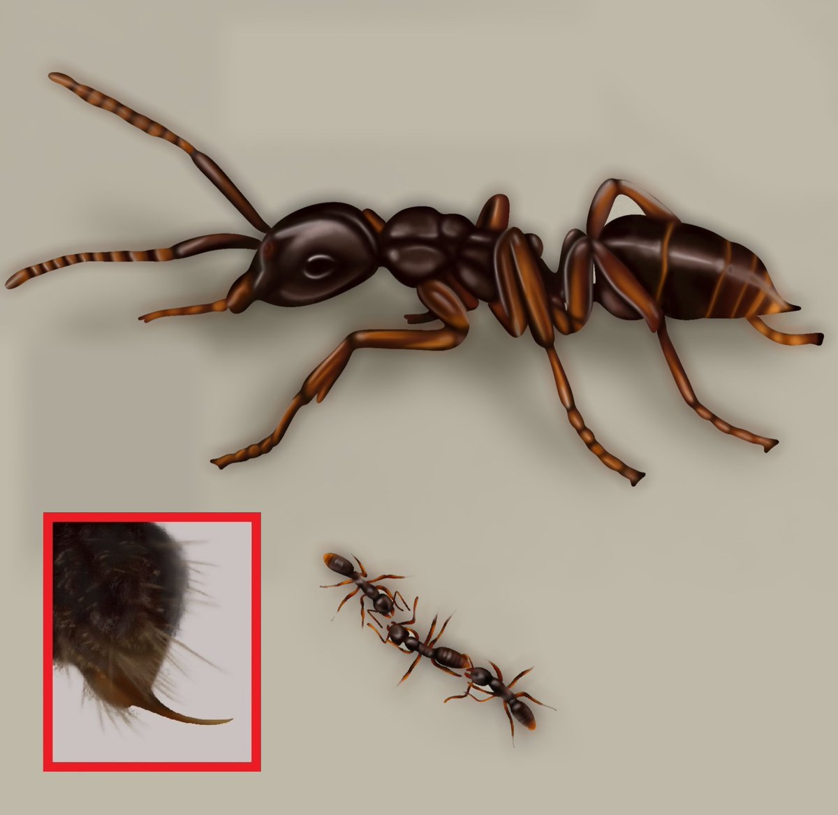 USDA Alerts Public as Asian Needle Ant Spreads to 20 States, Sting ...