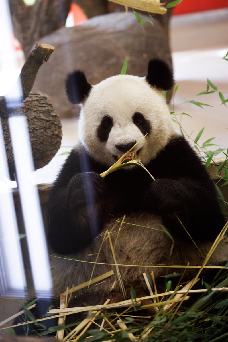 Vienna Zoo Welcomes Lan Yun and He Feng From China, Marking Decade-Long Stay After May 14 ...