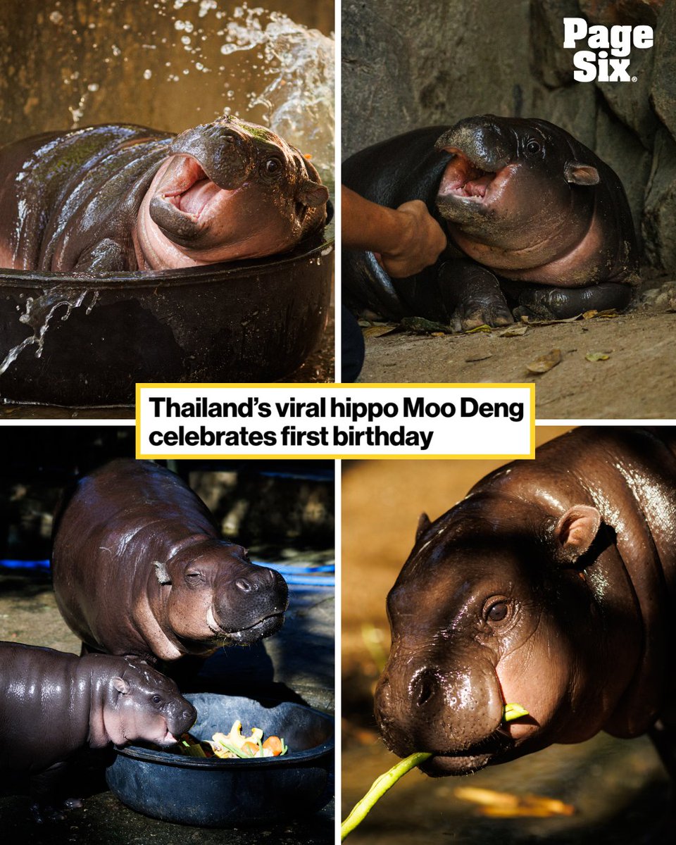 Viral Hippo Moo Deng Draws 12,000 Visitors to Thai Zoo Birthday ...