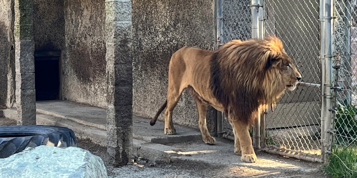 West Coast Game Park Safari Owner Brian Tenney Arrested; $1.6M, Drugs ...