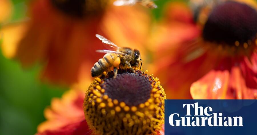 World Bee Day: Bees' Vital Role and Declining Numbers Amid Threats Like ...