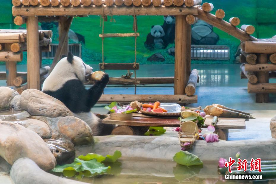 Xin Xin, Descendant of Ying Ying and Pe Pe, Celebrates 35th Birthday ...