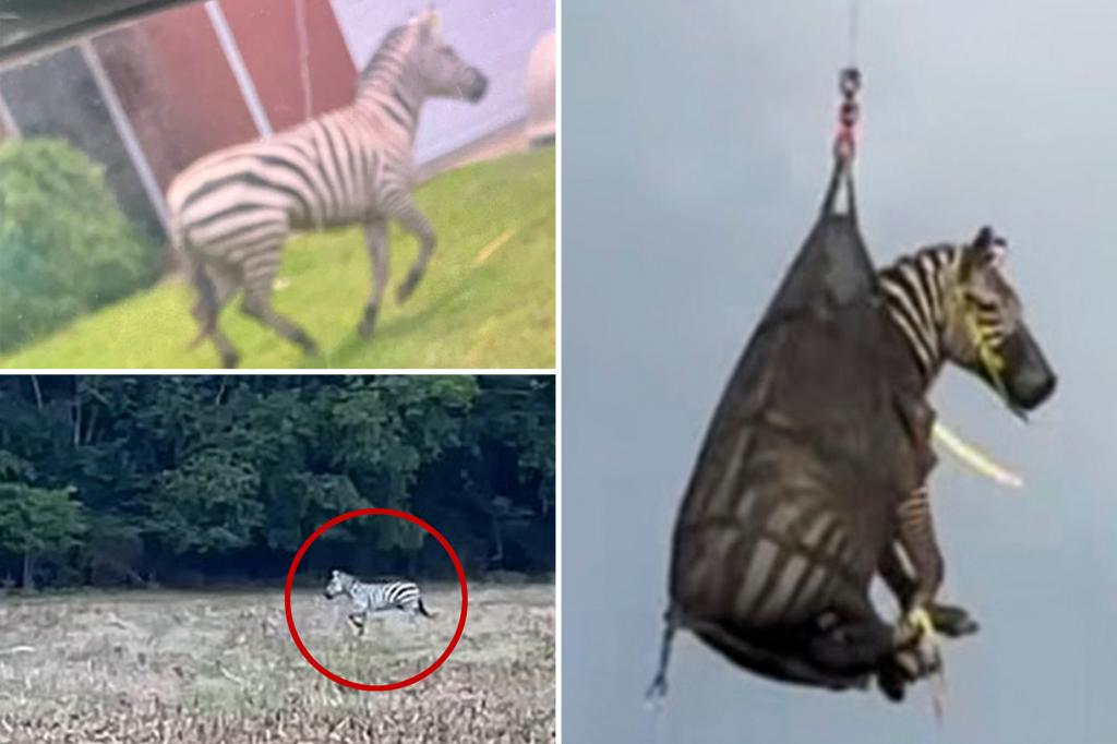 Zebra Ed Airlifted to Safety in Rutherford County After Week as ...